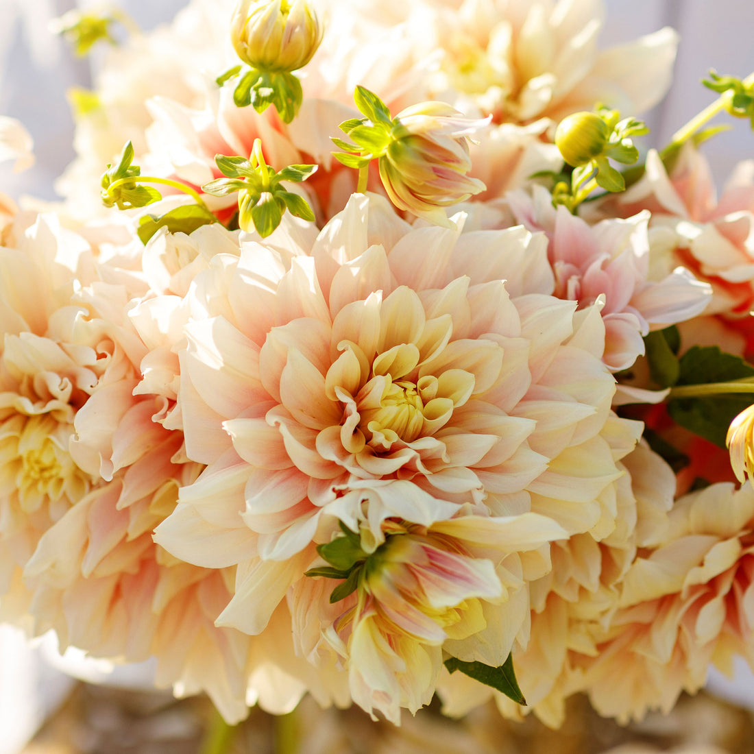 Dahlia Tubers (Dinnerplate) - Break Out | Dahlia Bulbs | Eden Brothers
