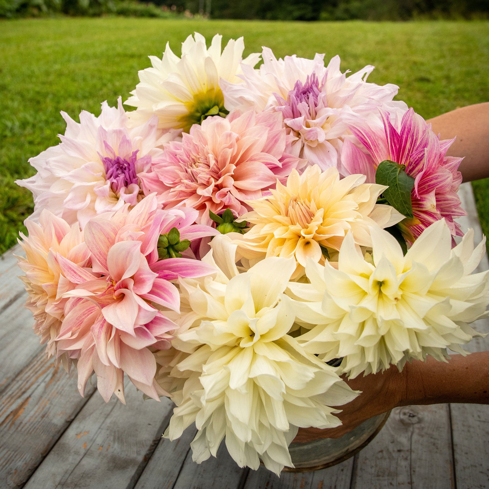 Dahlia Tubers (Dinnerplate) - Celestial Mix | Dahlia Bulbs | Eden Brothers