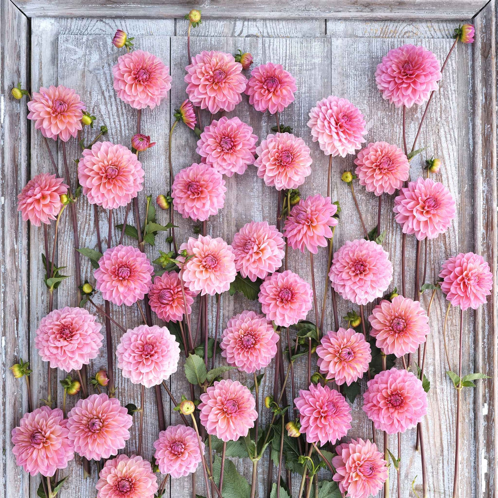 Dahlia Bulbs - Doris Duke | Dahlia Tubers | Eden Brothers