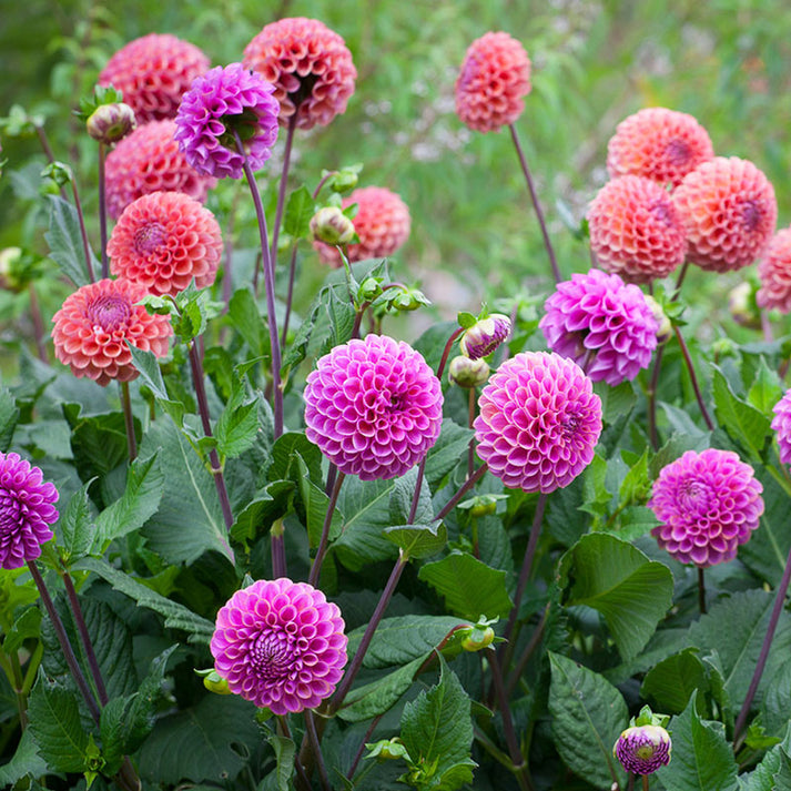 Dahlia Bulbs (Ball) - Isabel | Dahlia Tubers | Eden Brothers