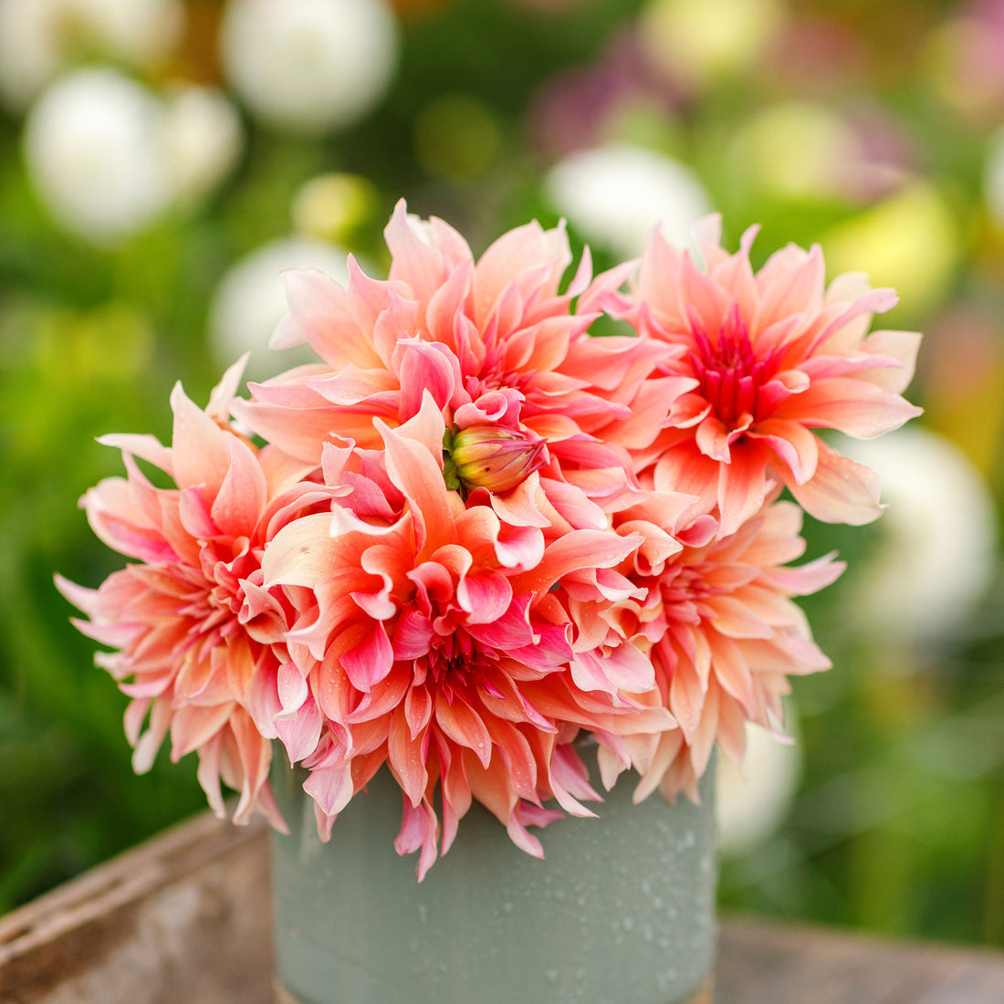 Dahlia Bulbs (Decorative) - Labyrinth | Dahlia Tubers | Eden Brothers
