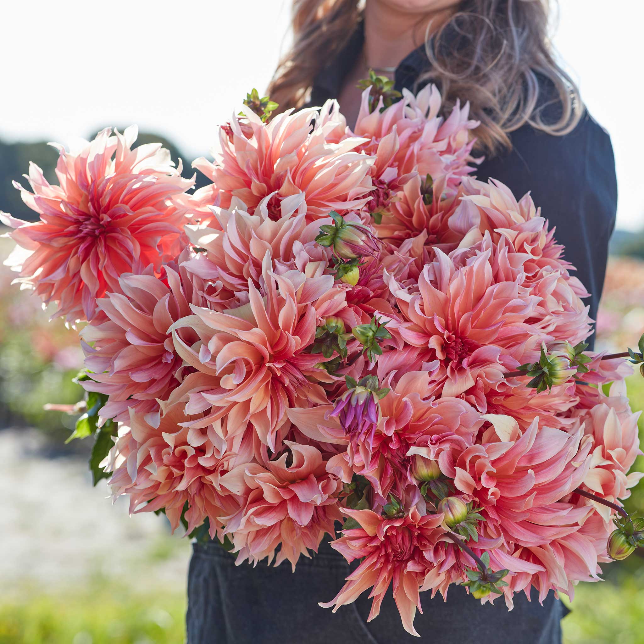 Dahlia Tubers (Decorative) - Labyrinth | Dahlia Bulbs | Eden Brothers