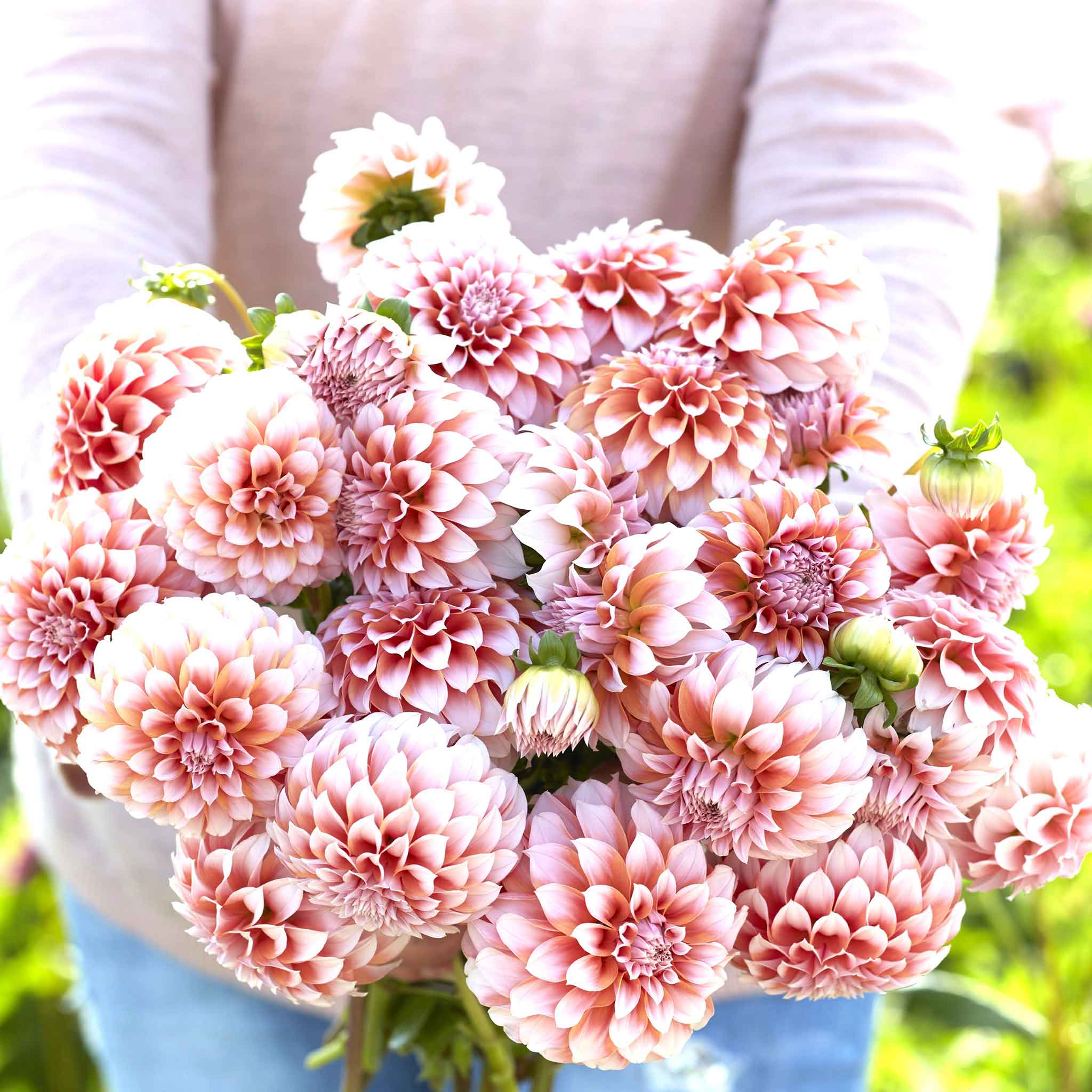 Dahlia Tubers (Decorative) - Peaches | Dahlia Bulbs | Eden Brothers