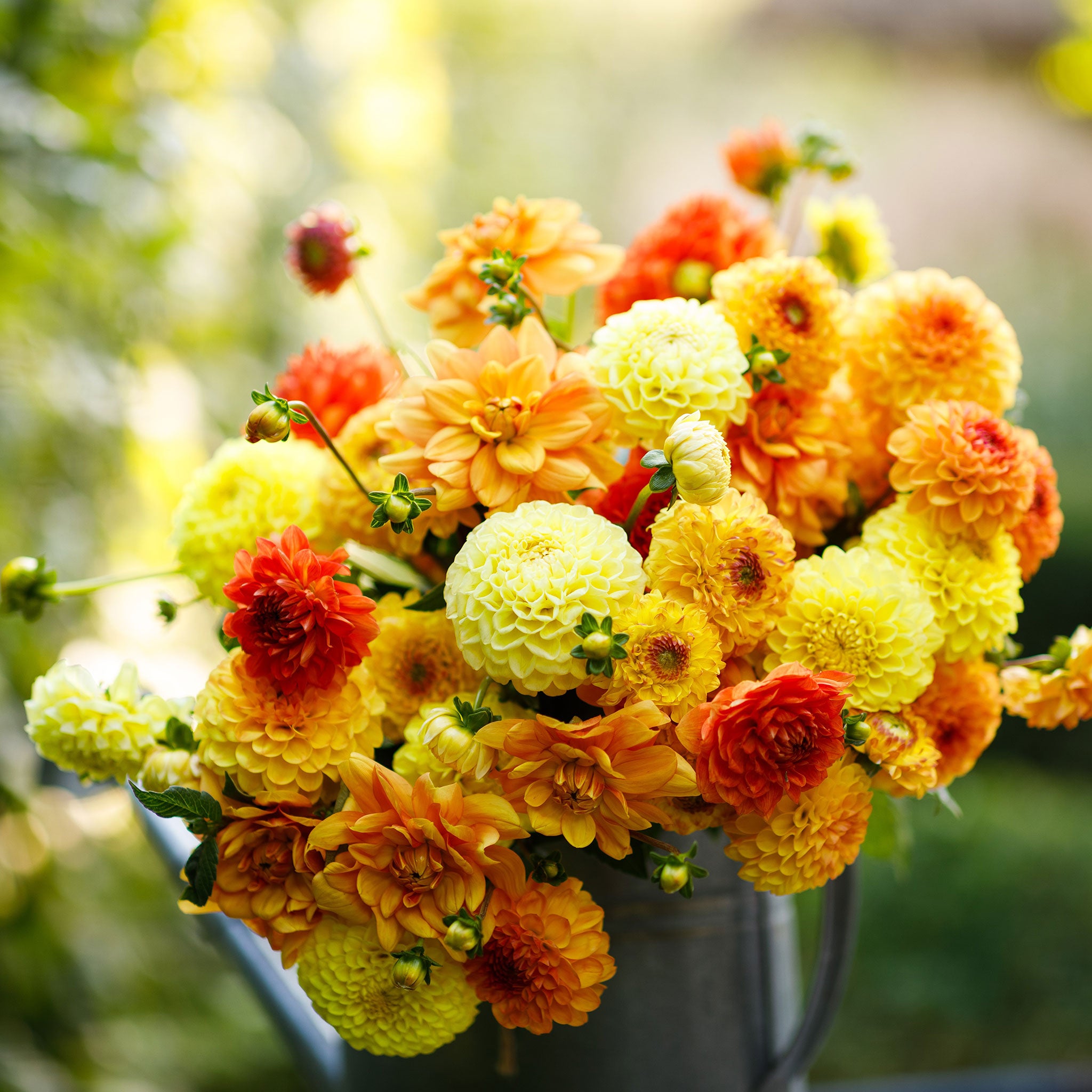 Dahlia Tubers (Ball & Decorative) - Sunny Mix | Dahlia Bulbs | Eden ...