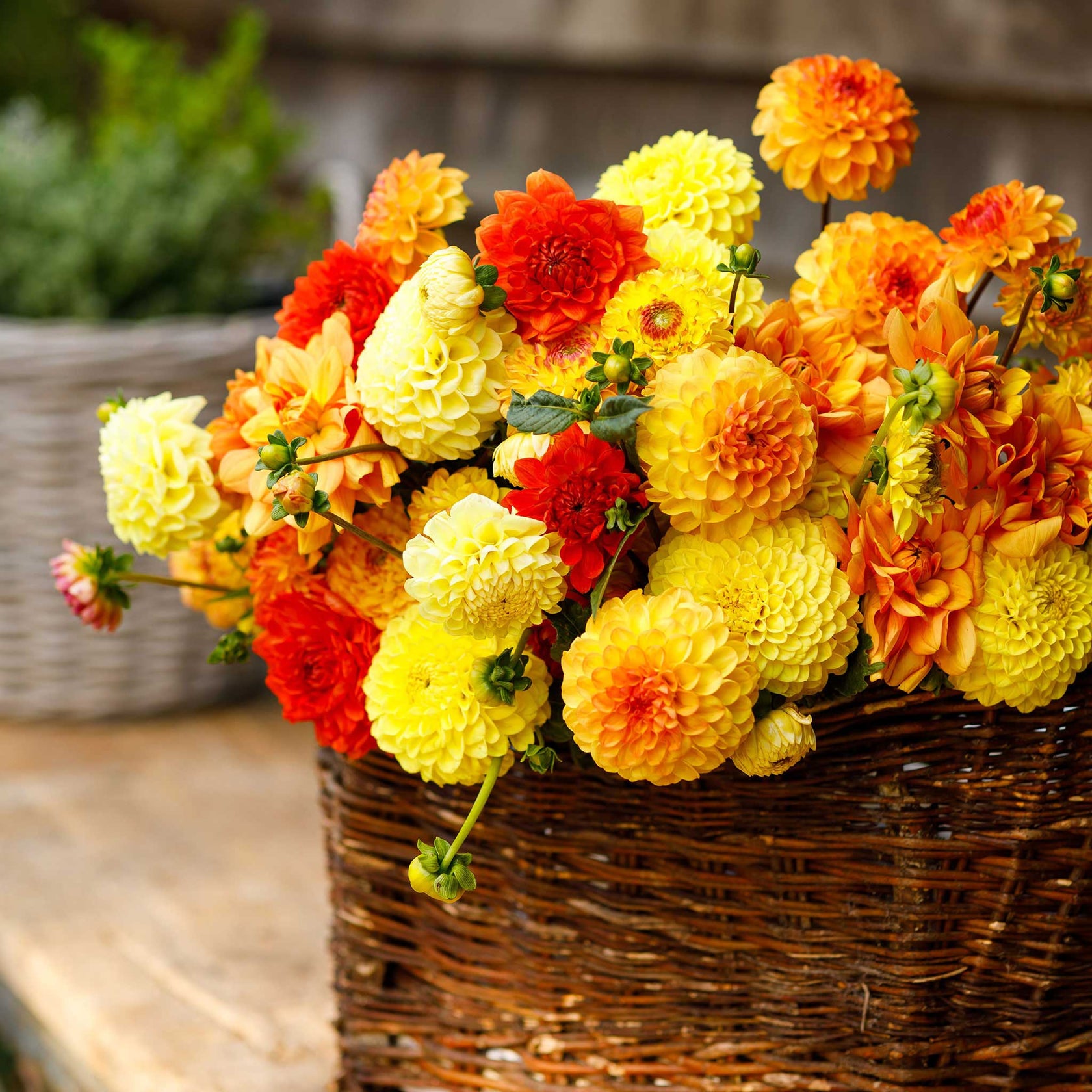 Dahlia Tubers (Ball & Decorative) - Sunny Mix | Dahlia Bulbs | Eden ...