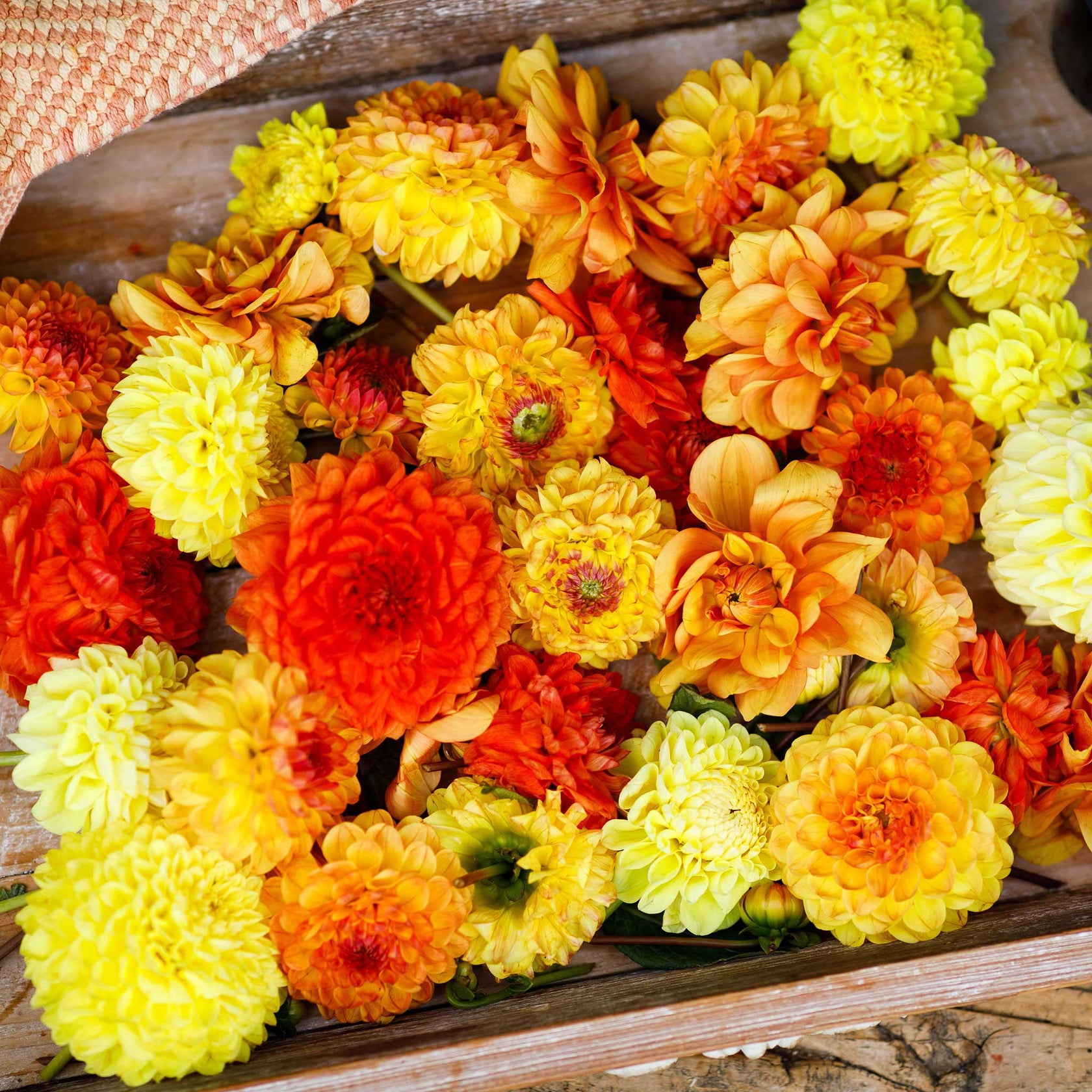 Dahlia Tubers (Ball & Decorative) - Sunny Mix | Dahlia Bulbs | Eden ...