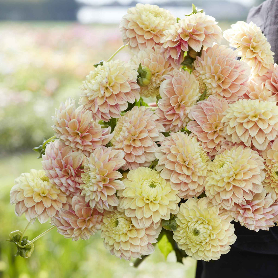 Dahlia Tubers - Sweet Suzanne | Dahlia Bulbs | Eden Brothers