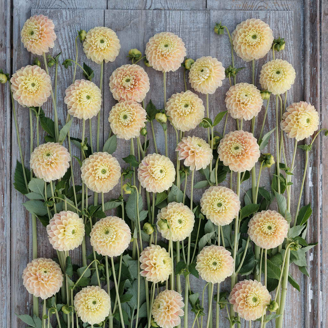 Dahlia Tubers - Sweet Suzanne | Dahlia Bulbs | Eden Brothers