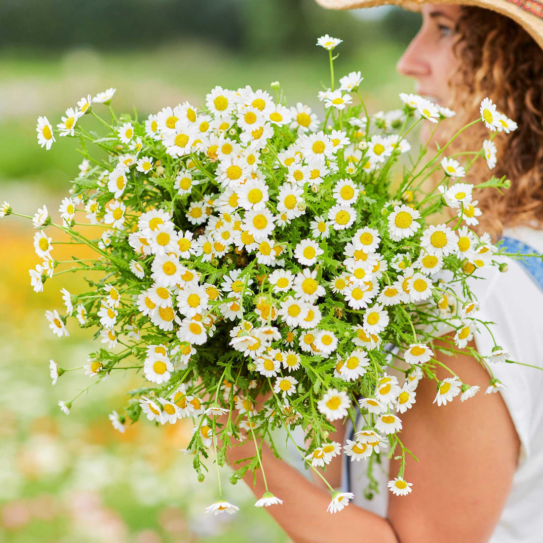 Daisy Seeds - Creeping Daisy | Flower Seeds in Packets & Bulk | Eden ...