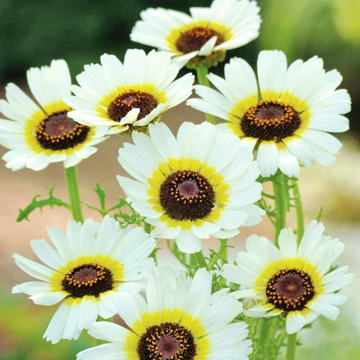 Daisy Seeds - Polar Star | Flower Seeds in Packets & Bulk | Eden Brothers