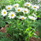 Daisy Seeds - Silver Princess | Flower Seeds in Packets & Bulk | Eden ...