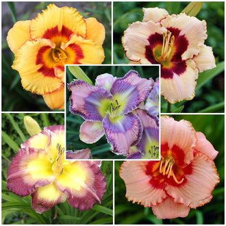 Daylilies | Shop 5 Varieties | Eden Brothers