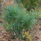Dill Seeds - Compatto | Herb Seeds in Packets & Bulk | Eden Brothers