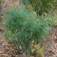Dill Seeds - Compatto | Herb Seeds in Packets & Bulk | Eden Brothers