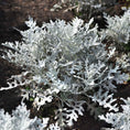 Dusty Miller Seeds - Silverdust | Flower Seeds in Packets & Bulk | Eden ...