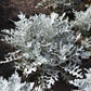 Dusty Miller Seeds - Silverdust | Flower Seeds in Packets & Bulk | Eden ...