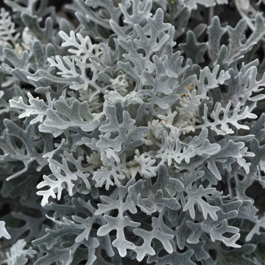 Dusty Miller Seeds - Silverdust | Flower Seeds in Packets & Bulk | Eden ...