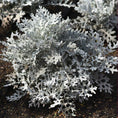 Dusty Miller Seeds - Silverdust | Flower Seeds in Packets & Bulk | Eden ...