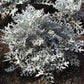 Dusty Miller Seeds - Silverdust | Flower Seeds in Packets & Bulk | Eden ...