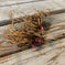 Echinacea - Mixed Colors | Flower Bulbs | Eden Brothers