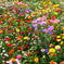 Field Day Flower Seed Mix | Flower Seeds | Eden Brothers