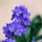 Forget Me Not Seeds - Indigo Blue | Flower Seeds in Packets & Bulk ...