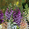 Foxglove Seeds - Foxy Mix | Flower Seeds in Packets & Bulk | Eden Brothers