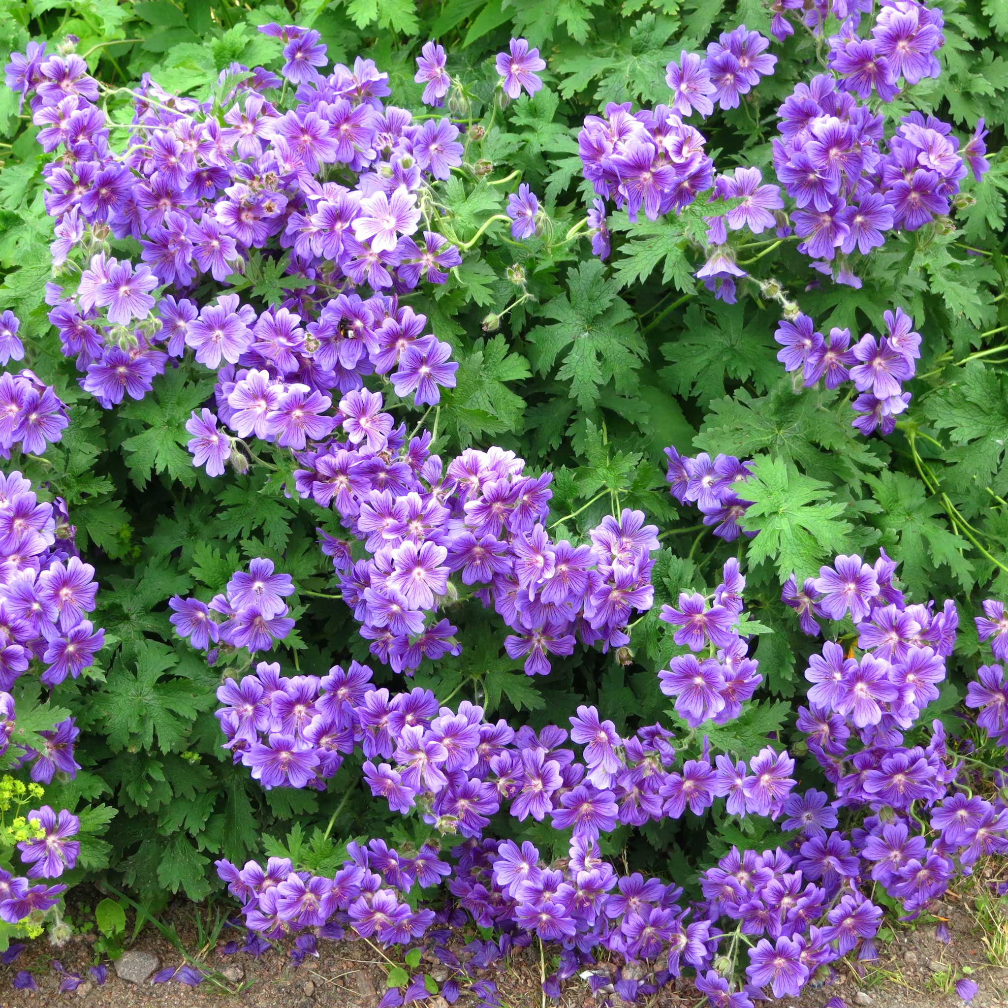 Geranium Bulbs - Purple Cranesbill | Spring Flower Bulbs | Eden Brothers
