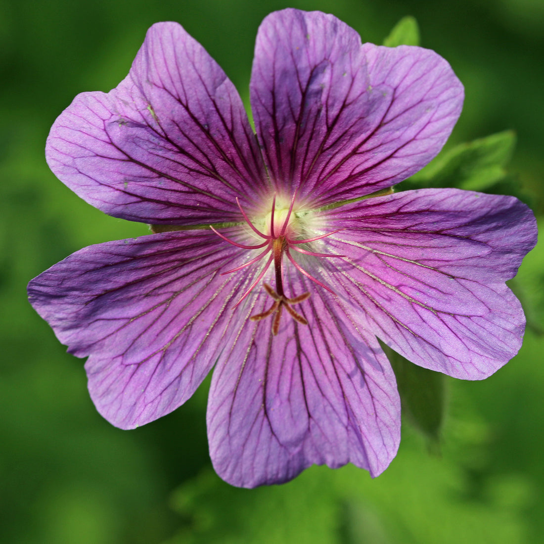 Geranium Bulbs - Purple Cranesbill | Spring Flower Bulbs | Eden Brothers