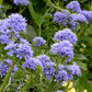 Globe Gilia Seeds | Flower Seeds in Packets & Bulk | Eden Brothers