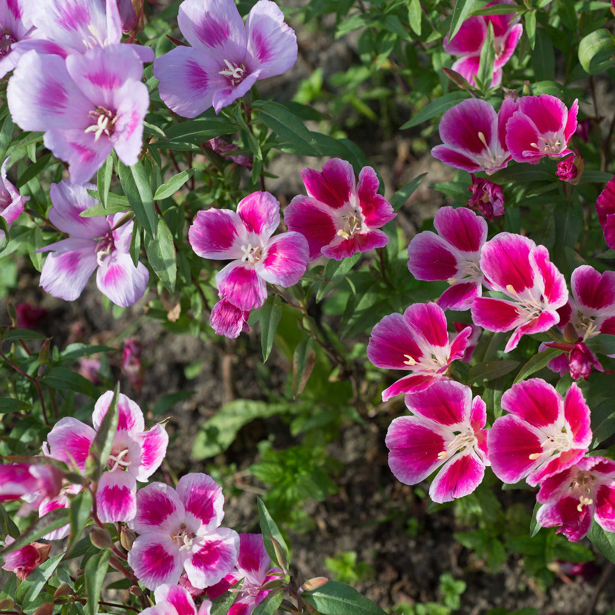 Godetia/Farewell To Spring Seeds | Flower Seeds in Packets & Bulk ...