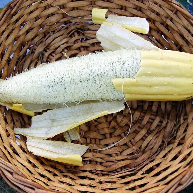 Gourd Seeds - Luffa | Vegetable Seeds in Packets & Bulk | Eden Brothers
