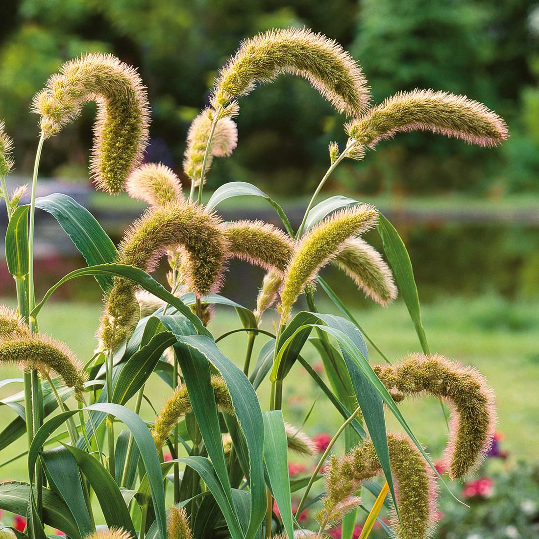 Grass Seeds - Foxtail Millet | Grass Seeds in Packets & Bulk | Eden ...