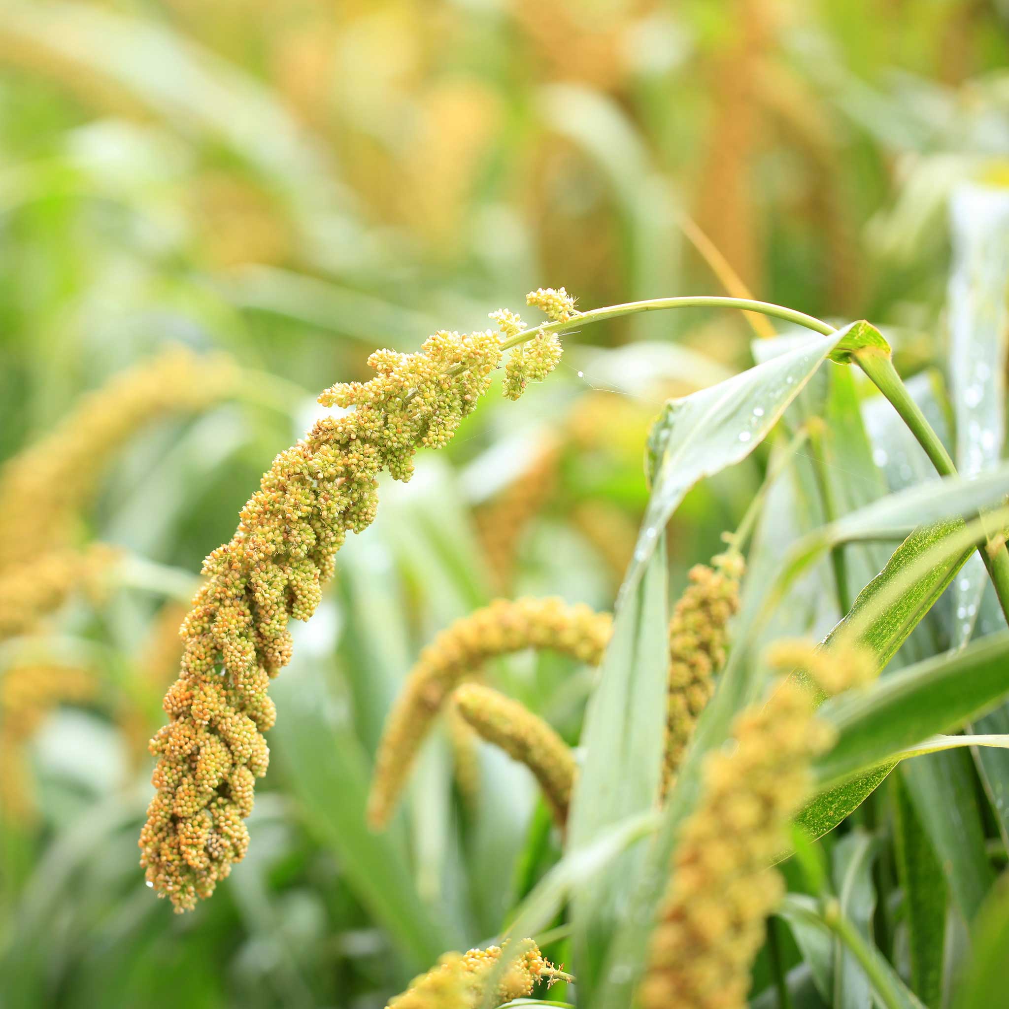 Grass Seeds - Foxtail Millet | Grass Seeds in Packets & Bulk | Eden ...