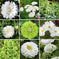 Green with Envy Flower Seed Mix | Flower Seeds | Eden Brothers