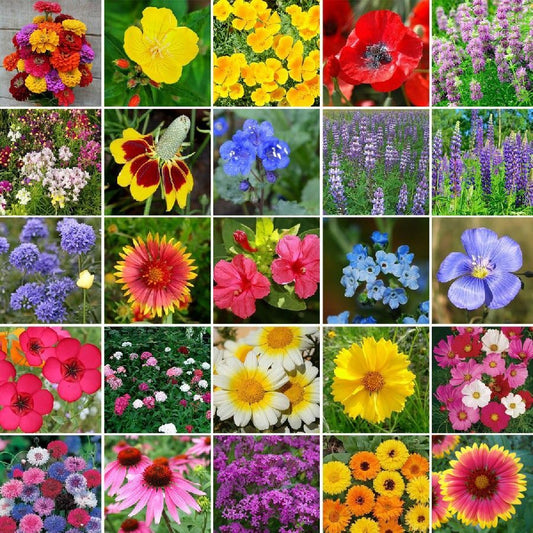 Flower & Wildflower Mixes | Shop 120 Varieties | Eden Brothers – Page 4
