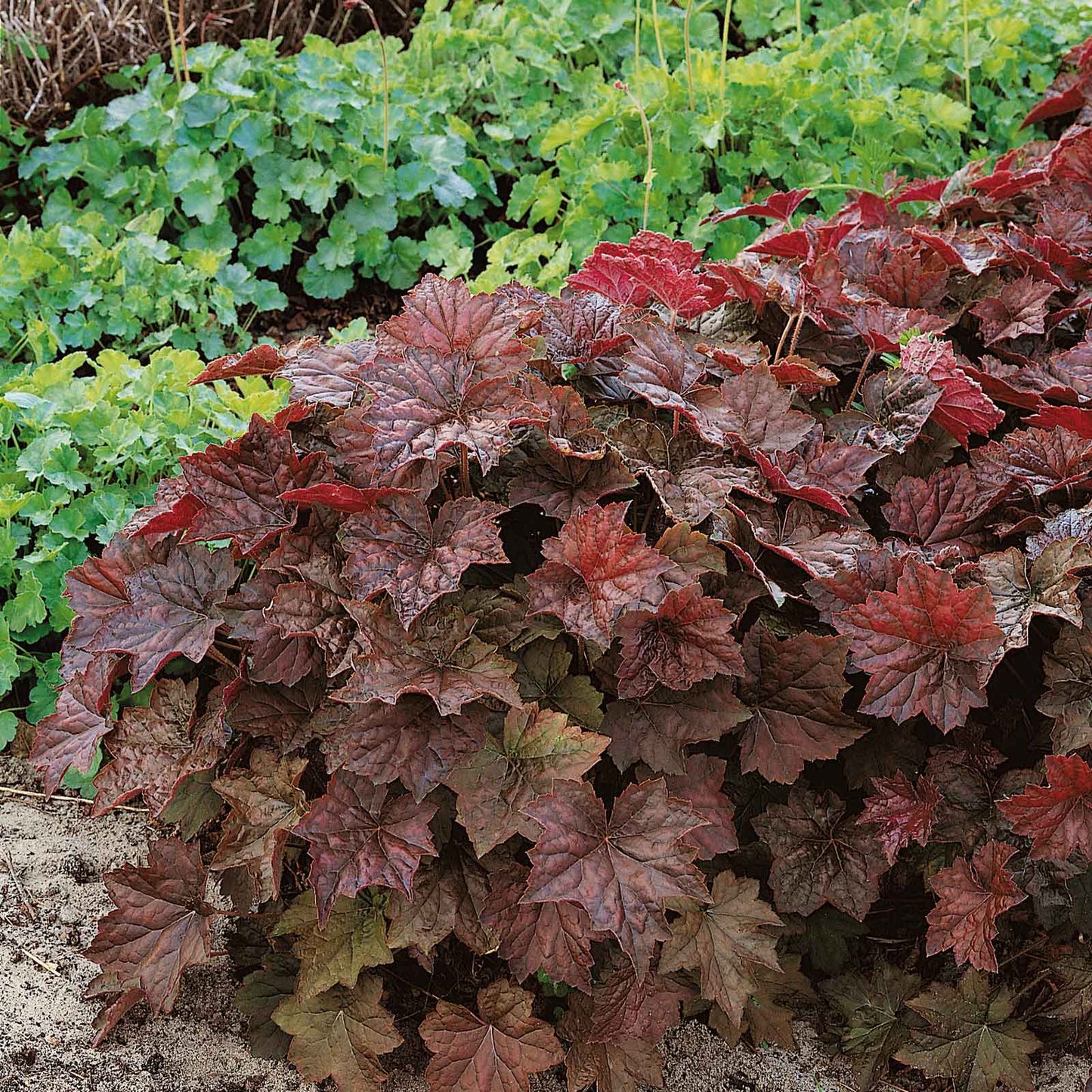Heuchera Roots Purple Palace | Spring Flower Bulbs | Eden Brothers