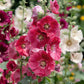 Hollyhock Seeds - Indian Spring Mix | Flower Seeds in Packets & Bulk ...