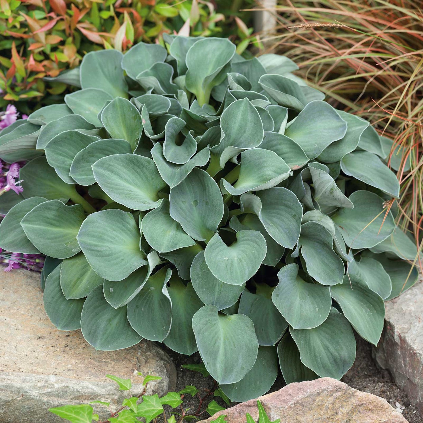 Hosta Bulbs - Blue Mouse Ears | Flower Bulbs | Eden Brothers