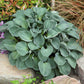 Hosta Bulbs - Blue Mouse Ears | Flower Bulbs | Eden Brothers