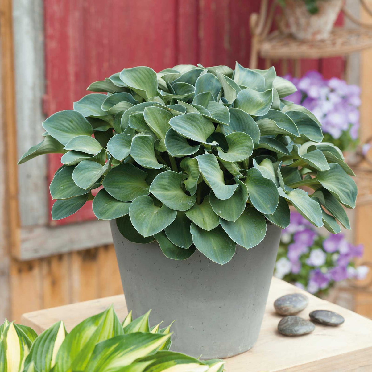 Hosta Bulbs - Blue Mouse Ears | Flower Bulbs | Eden Brothers