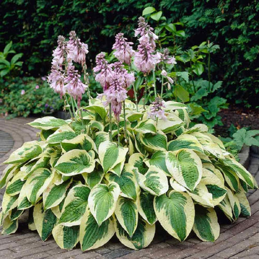 Hosta Roots | Shop 10 Varieties | Eden Brothers