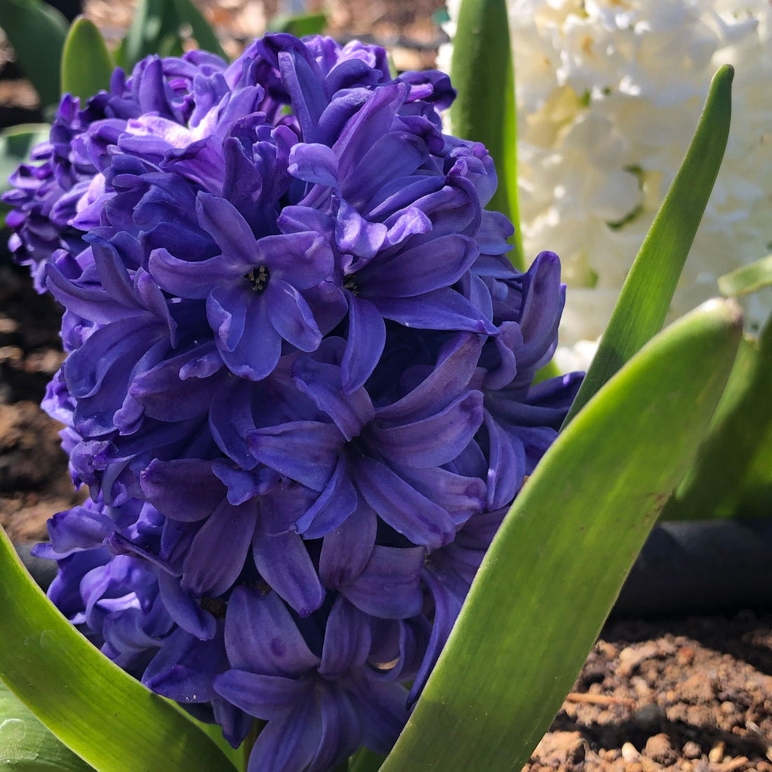 Hyacinth Bulbs - Blue Mix | Fall Flower Bulbs | Eden Brothers