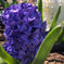 Hyacinth Bulbs - Blue Mix | Fall Flower Bulbs | Eden Brothers