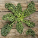 Organic Kale Seeds - Blue Curled Scotch / Vates | Vegetable Seeds in ...