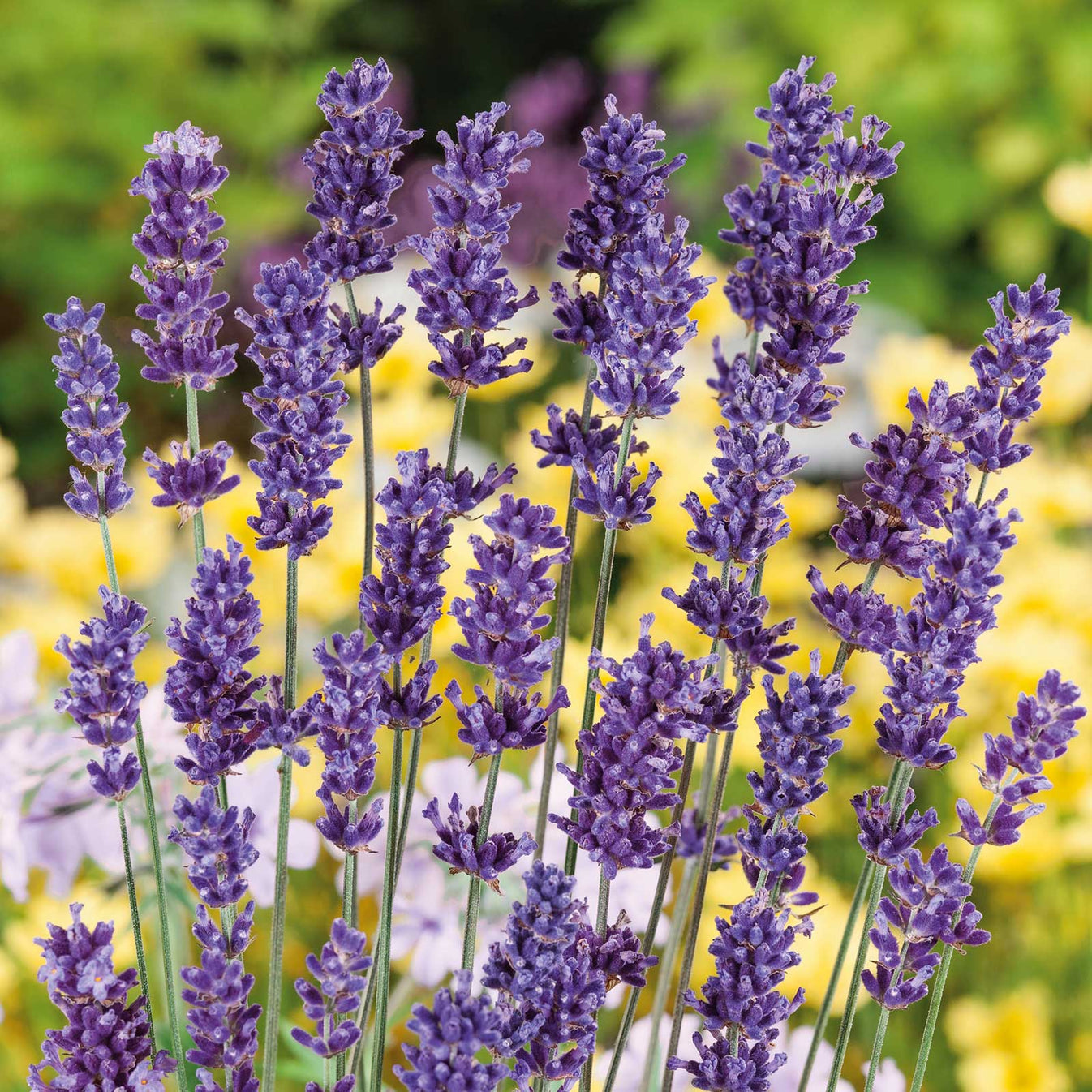 Lavender Seeds - Ellagance Purple | Herb Seeds in Packets & Bulk | Eden ...