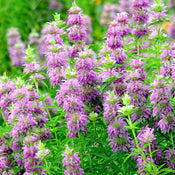 Rare & Unusual Flowers | 95 Varieties | Eden Brothers