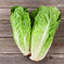 Lettuce Seeds - Paris White Cos | Vegetable Seeds in Packets & Bulk ...