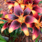 Asiatic Lily Bulbs - Starlette | Flower Bulbs | Eden Brothers