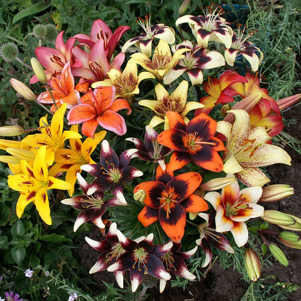 Asiatic Lily Bulbs - Tango Mix | Flower Bulbs | Eden Brothers